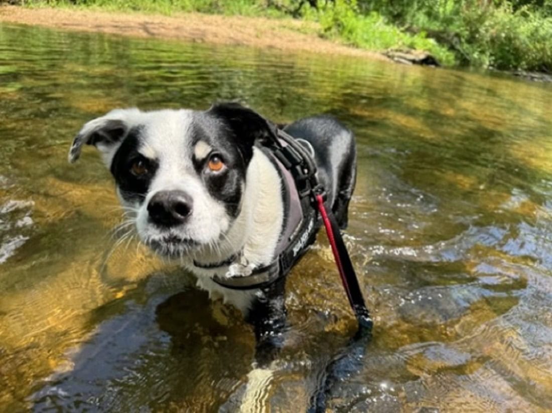 Tails N Whiskers Pet Services Website by Johnny Flash Productions